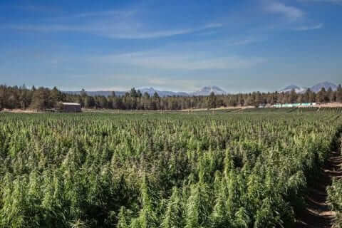 About CBD - Mission Farms CBD